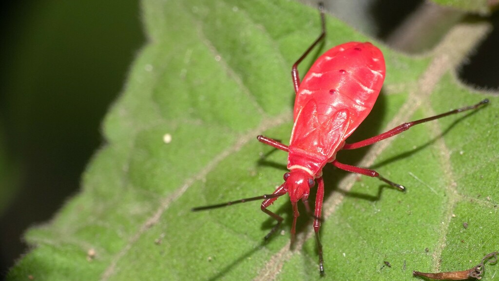 Cotton Stainer Bugs from Sasunavghar, Maharashtra, India on May 7, 2023 ...