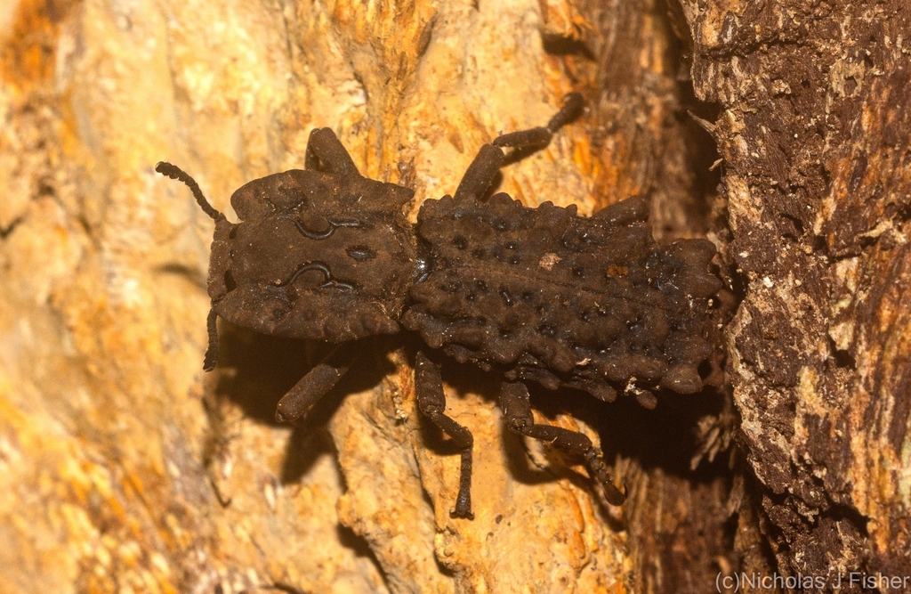 Zopherosis georgii from Tamborine Mountain QLD 4272, Australia on ...