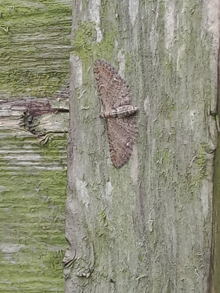 Common Pug from Birmingham B25, UK on May 18, 2023 at 12:06 PM by ...