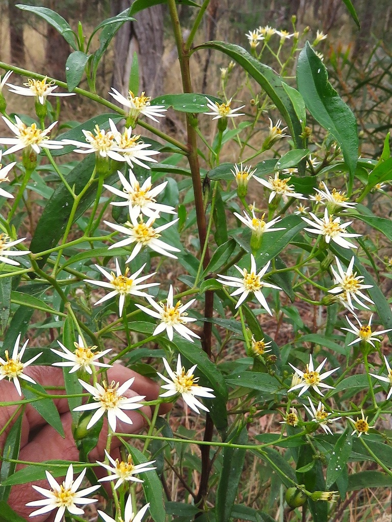 Sticky daisy bush from Capertee NSW 2846, Australia on May 18, 2023 at ...