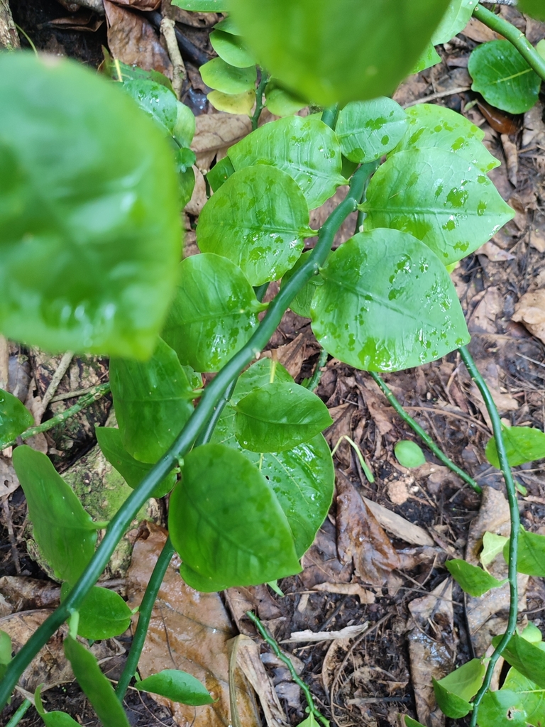 Devil's Backbone from British Indian Ocean Territory on May 18, 2023 at ...
