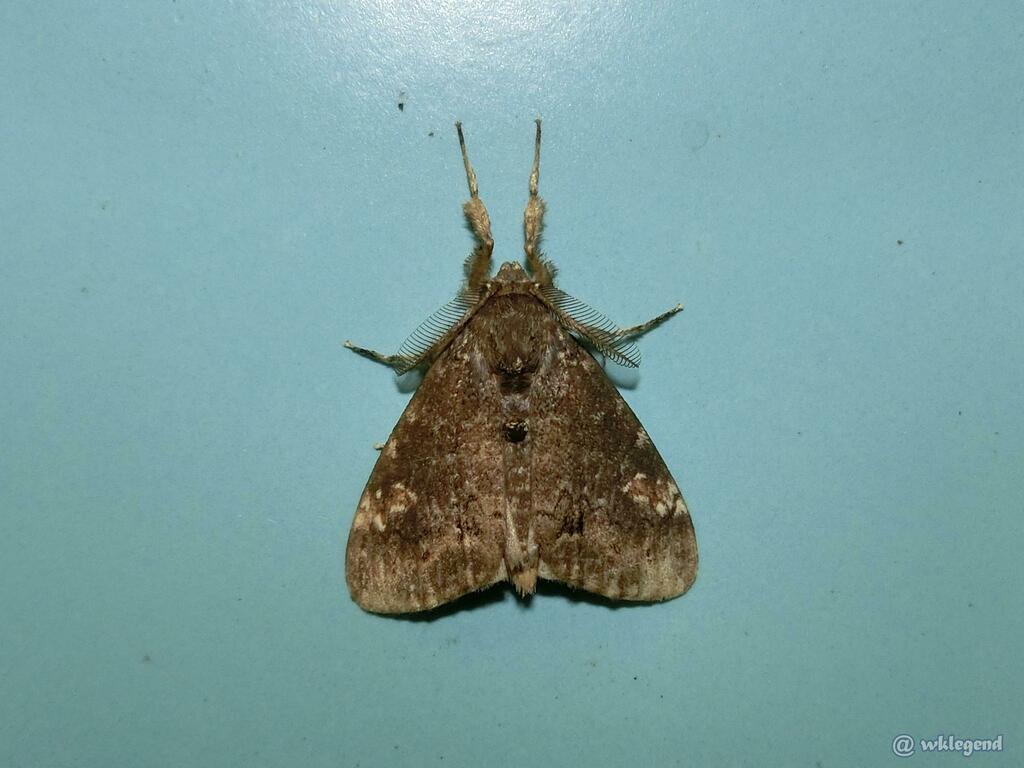 Zhejiang Tussock Moth from Kwun Tong, HK on May 18, 2023 by wklegend ...