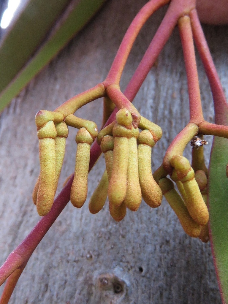drooping mistletoe from Capertee NSW 2846, Australia on May 18, 2023 at ...
