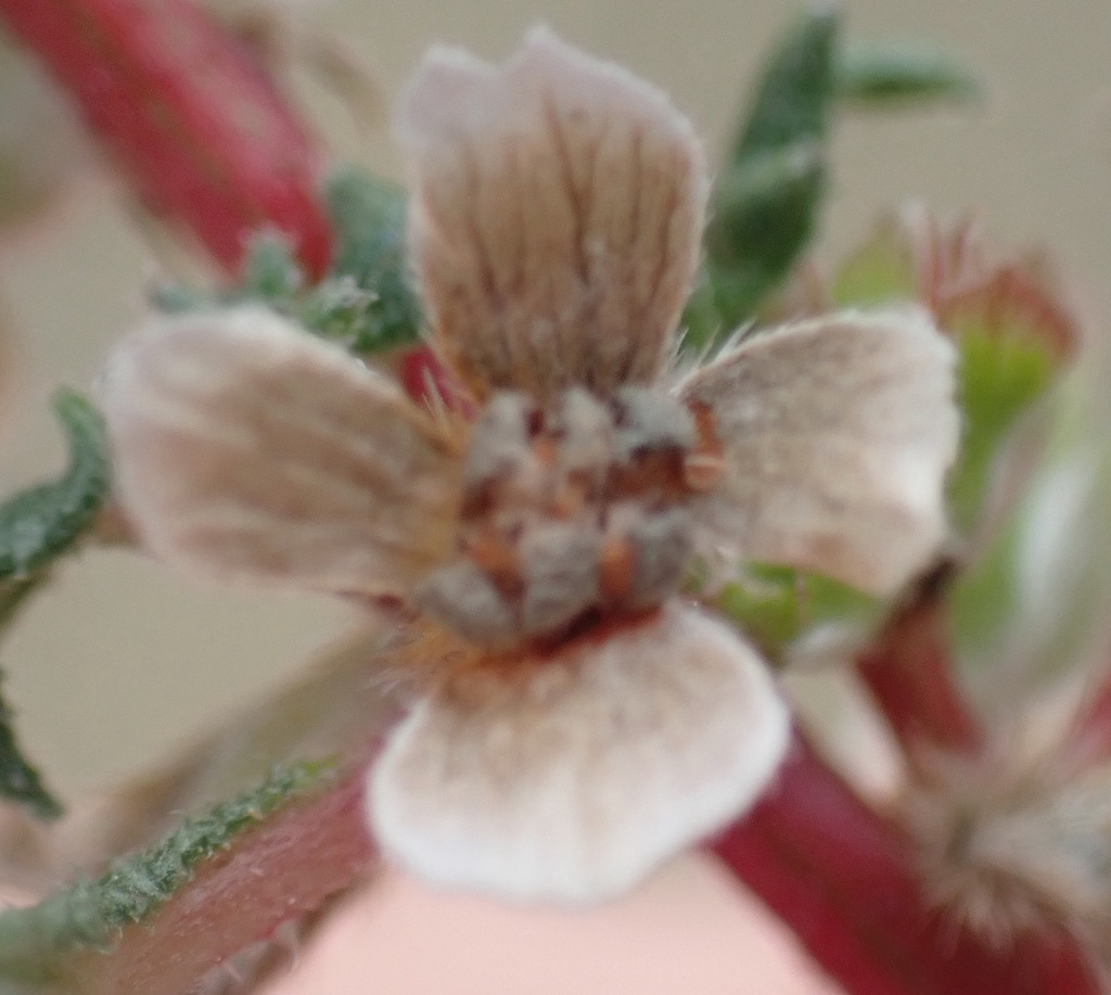 Namib Nettle from Central Karoo District Municipality, South Africa on ...