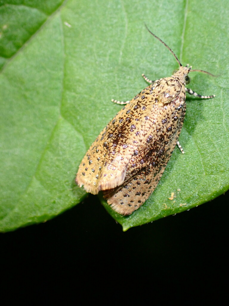 Astronomer Moth from McDonald County, MO, USA (Mike's Creek Watershed ...