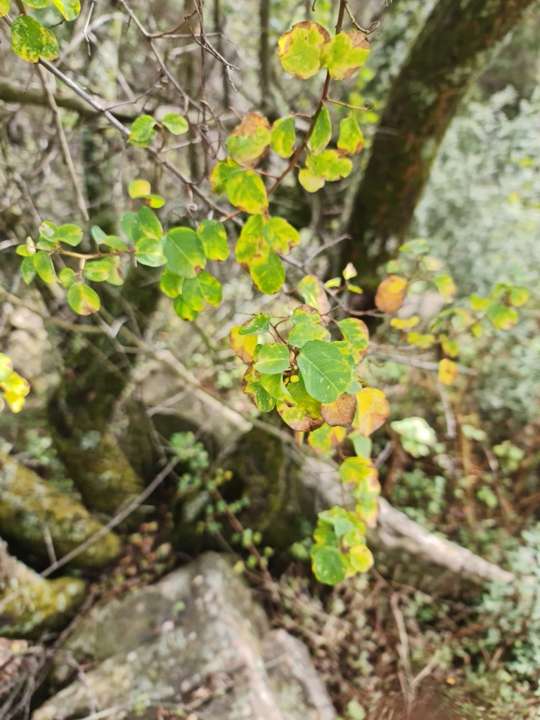 Soap Bush from Merafong City Local Municipality, South Africa on May 18 ...