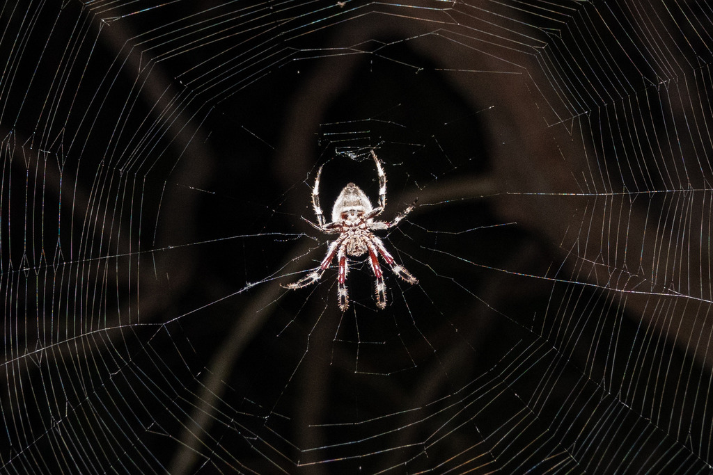 Australasian Garden Orb-weavers in March 2023 by Euan Moore · iNaturalist