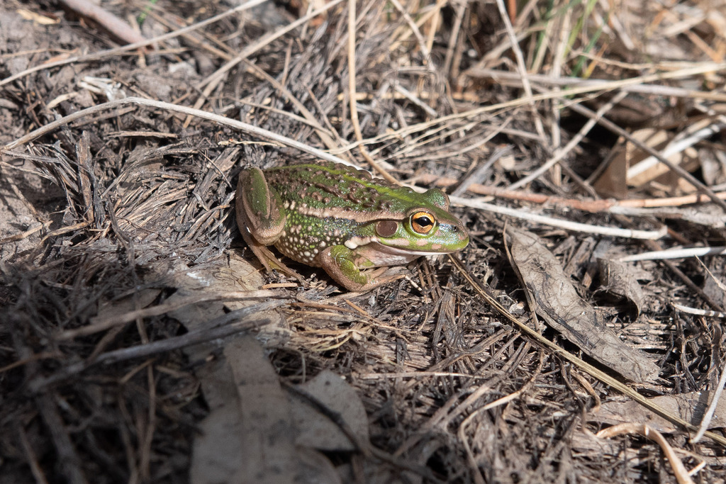 Southern Bell Frog in March 2023 by Euan Moore · iNaturalist