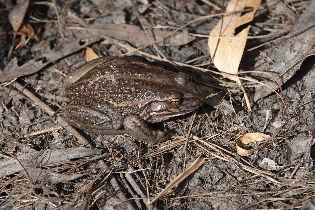 Southern Bell Frog in March 2023 by Euan Moore · iNaturalist