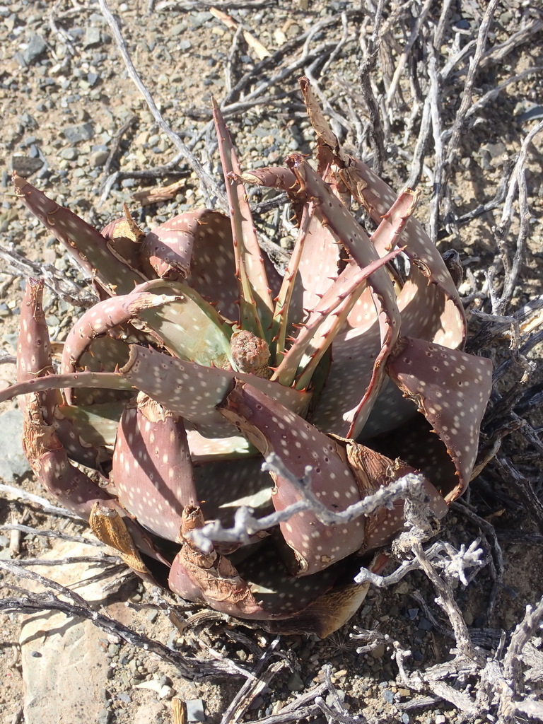 small-spotted aloe from N12, Central Karoo District Municipality, South ...