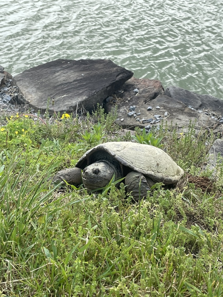 Common Snapping Turtle from Worthington Manor Golf Club, Frederick, MD ...