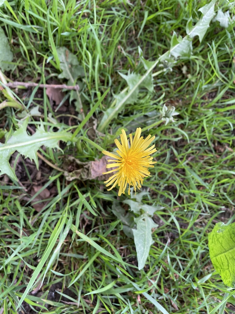 dandelions from Prestwich Forest Park, Manchester, England, GB on May ...