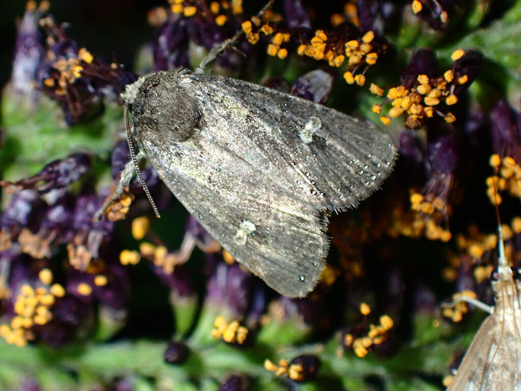 Bristly Cutworm Moth from McDonald County, MO, USA (Mike's Creek ...