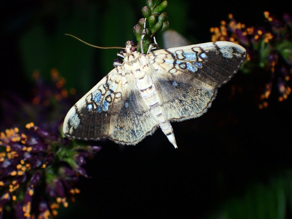Basswood Leafroller Moth from McDonald County, MO, USA (Mike's Creek ...