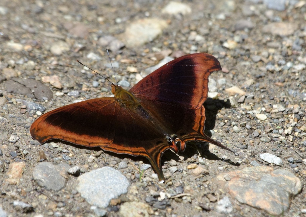 Waiter Daggerwing from Tapanti N.P. Costa Rica on May 10, 2023 at 09:11 ...