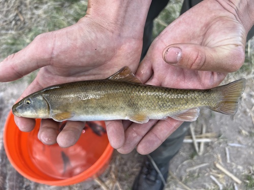 White River Desert Sucker (Subspecies Pantosteus clarkii intermedius ...