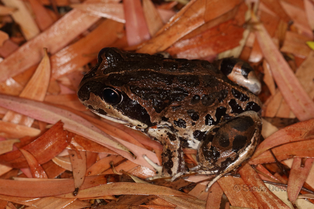 Western Banjo Frog from Boranup WA 6286, Australia on March 2, 2023 at ...