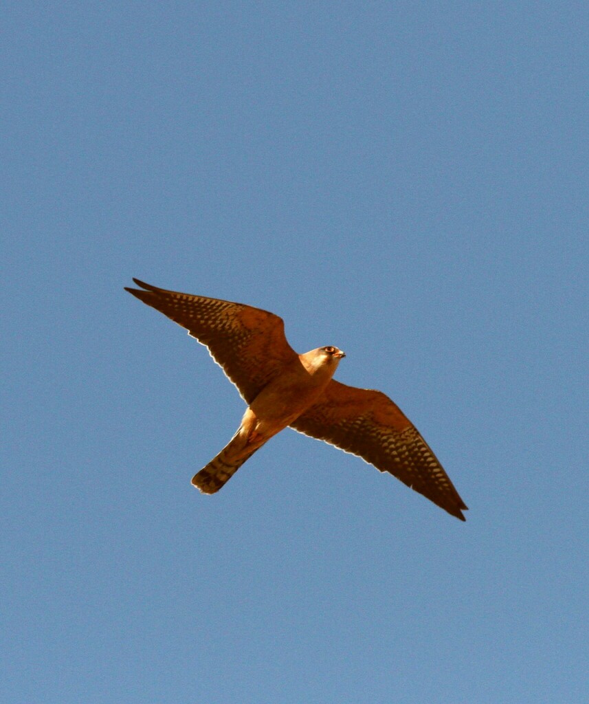 Red-footed Falcon in May 2023 by victor_chel. самец · iNaturalist