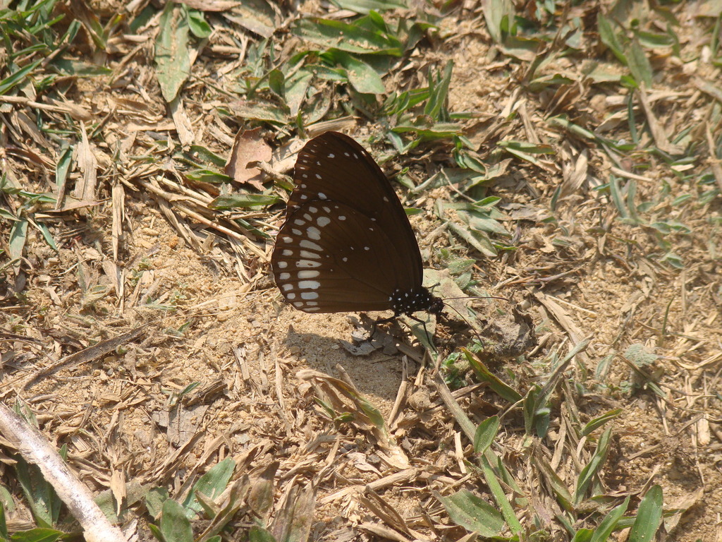 Common Crow Butterfly from Iritty, Kerala, India on February 28, 2015 ...