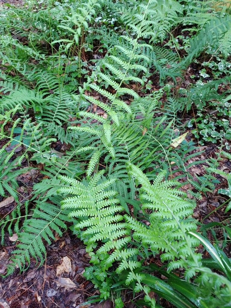Widespread Maiden Fern from Mountain Park, GA, USA on May 17, 2023 at ...