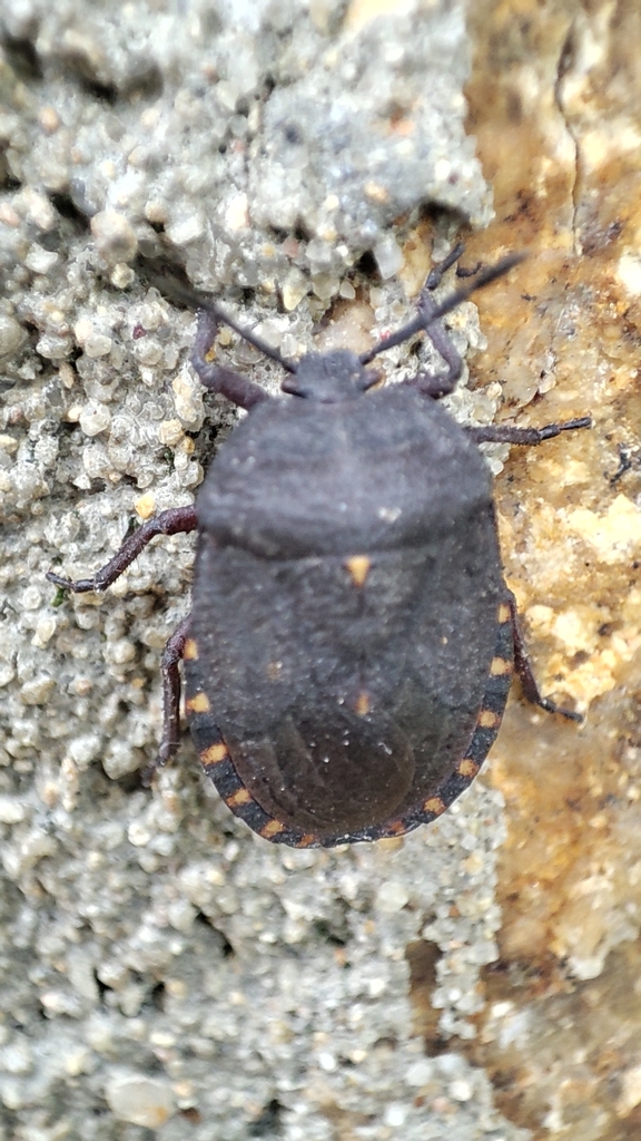 Cyclopelta from 325號馬祖磯釣協會 on May 14, 2023 at 08:10 AM by 建明（ 蝸牛 ...