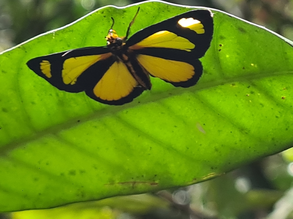 Cabirus procas from Klaaskreek, Suriname on May 18, 2023 at 10:00 AM by ...