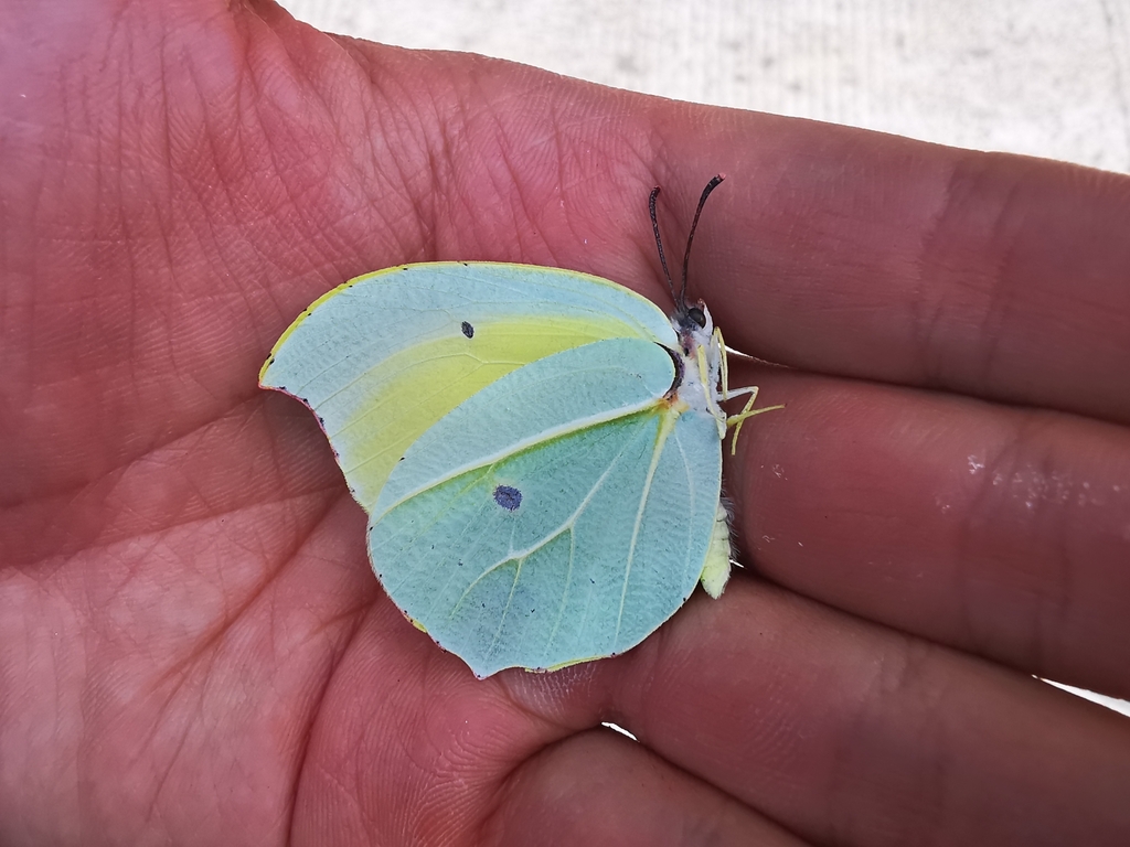 Orange Brimstone in May 2023 by ideer · iNaturalist