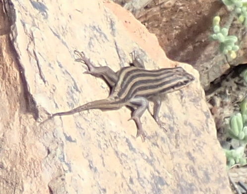 Western Rock Skink from R407 Central Karoo District Municipality, South ...