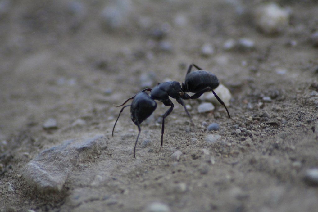 Japanese Carpenter Ant from Haidian District, Beijing, China on May 18 ...