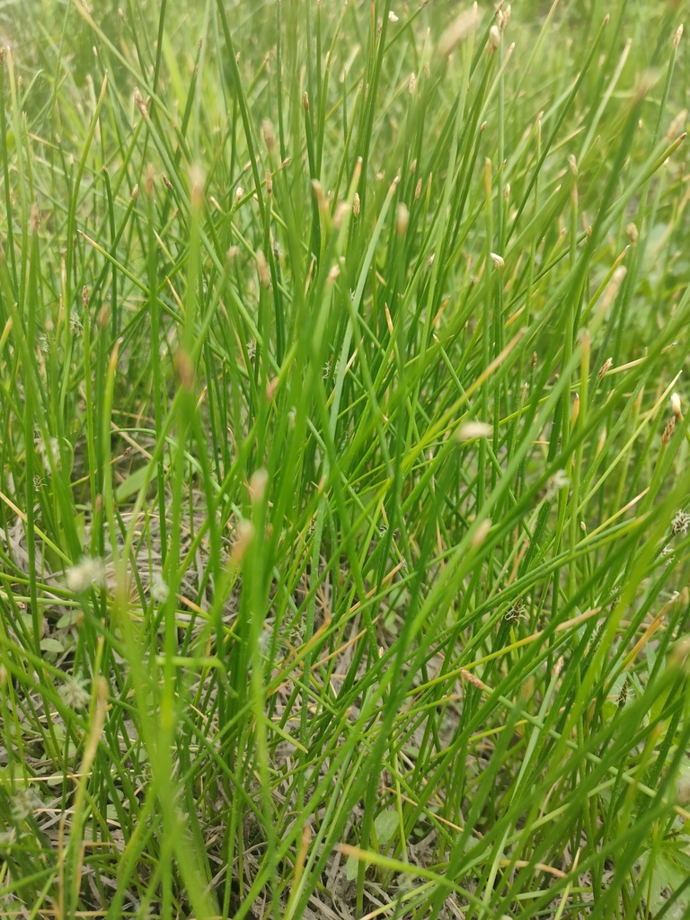 Common Spike-rush from Минск 220089, Беларусь on May 18, 2023 at 04:27 ...