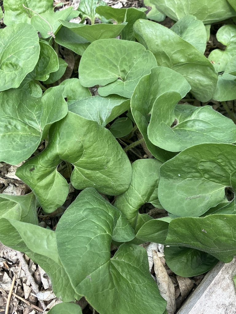 Canadian wild ginger from Pioneers Park Nature Center, Lincoln, NE, US ...