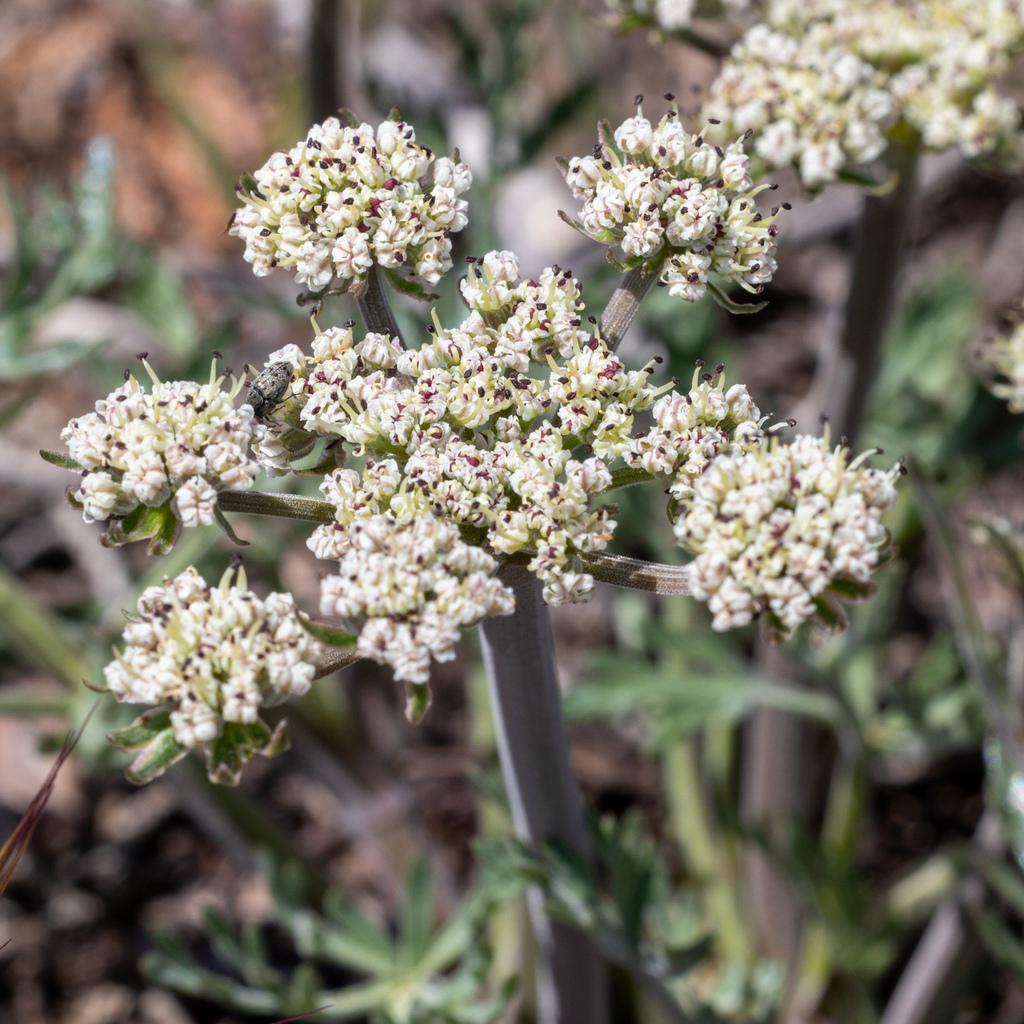 Nevada biscuitroot from Scout Camp Trail, Jefferson Cty, OR, USA on May ...