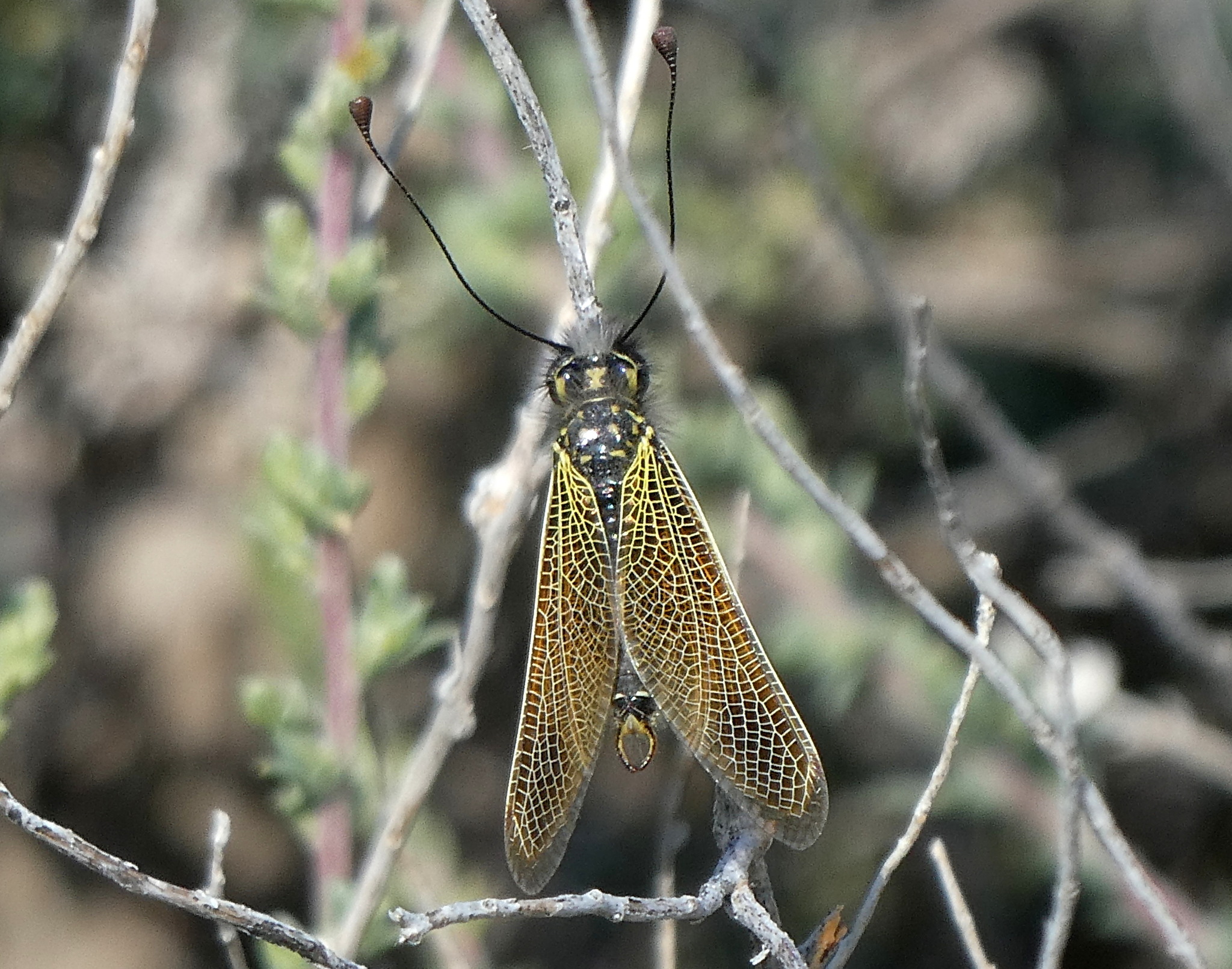 Libelloides ictericus (Charpentier, 1825)