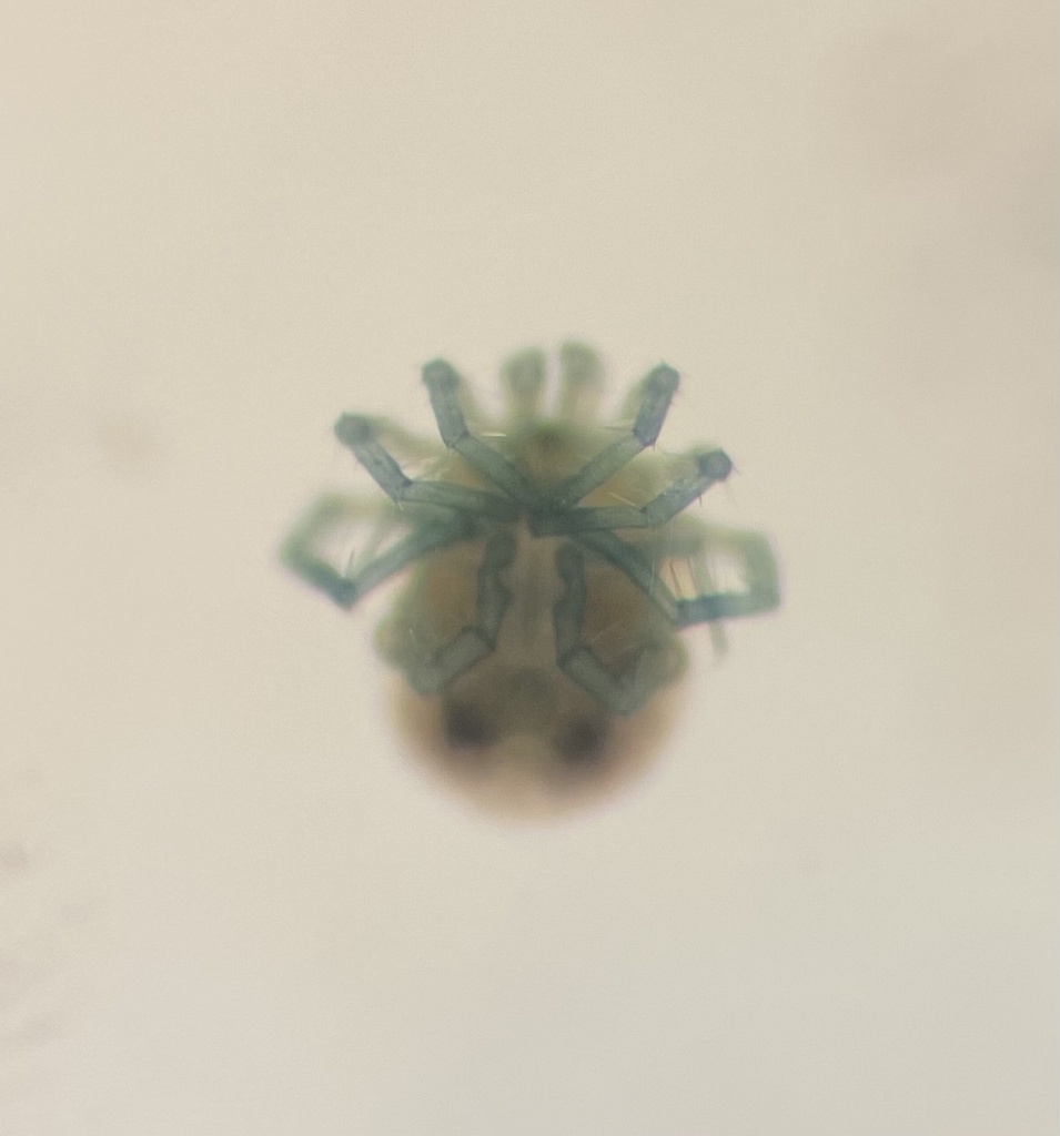 Piona from University of Florida, Gainesville, FL, US on May 11, 2023 ...