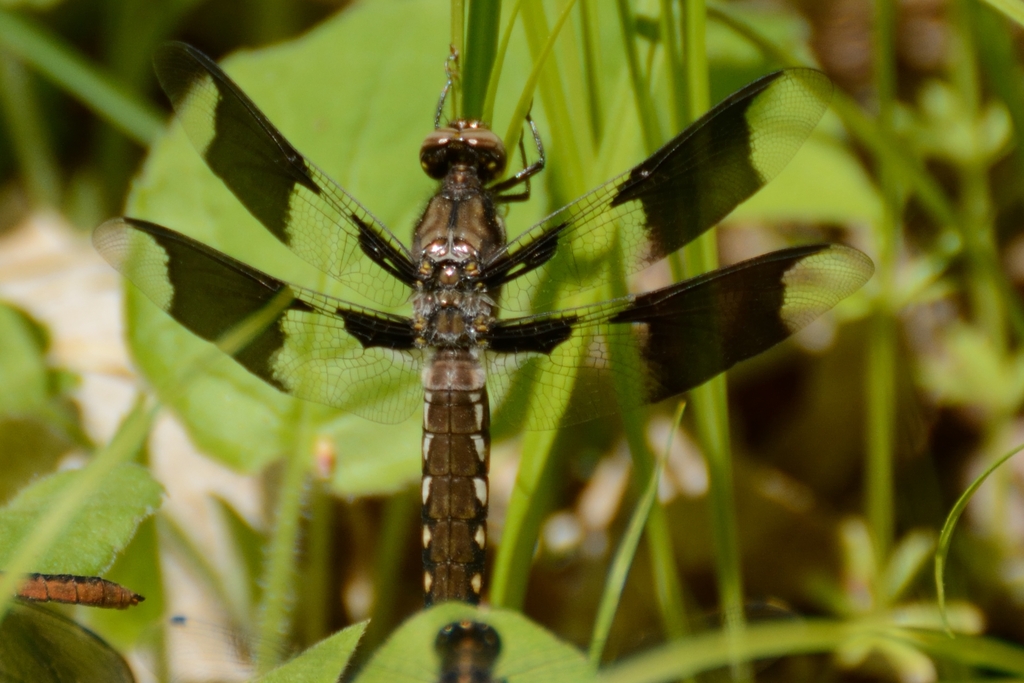 Common Whitetail in May 2023 by Kathy Webb + Bill Depew · iNaturalist