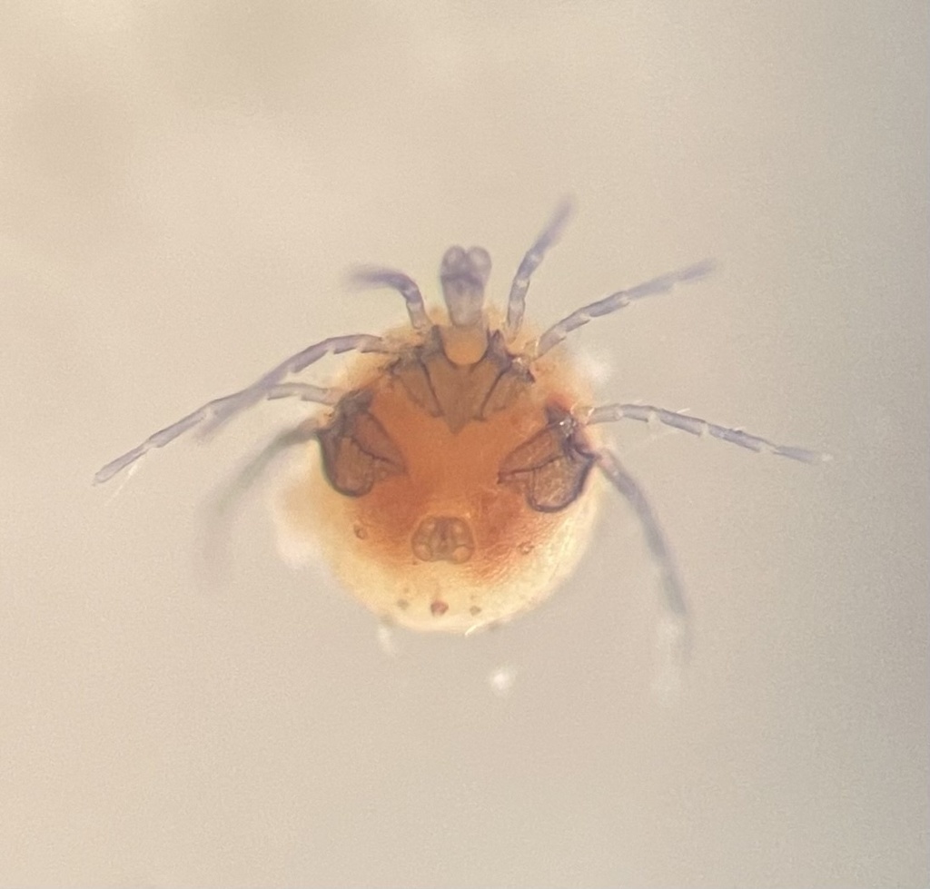 Water Mites from University of Florida, Gainesville, FL, US on May 11 ...