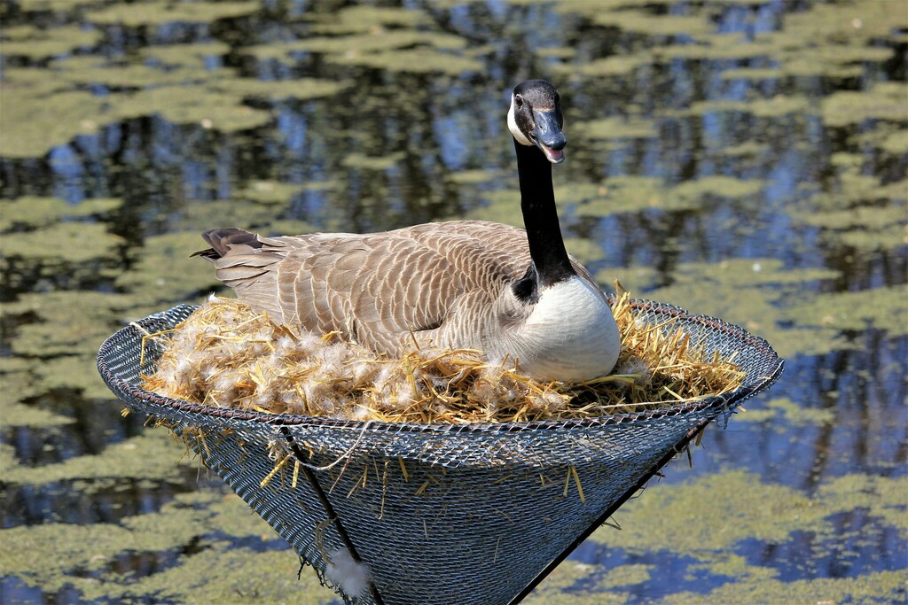 Canada Goose in May 2023 by Rose Kuzina · iNaturalist