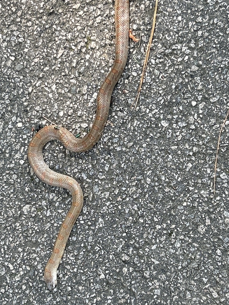Mole Kingsnake in May 2023 by fred201. Roadkill · iNaturalist