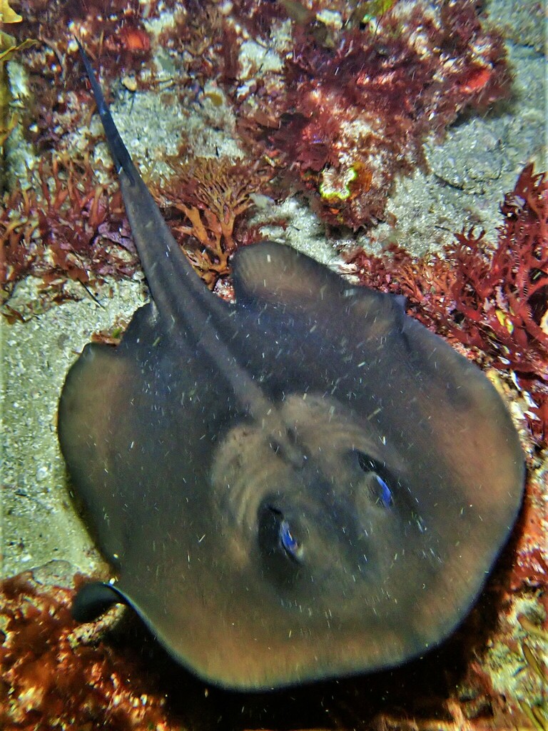 Striped Stingaree from South Cottesloe reef, Perth WA, Australia on May ...