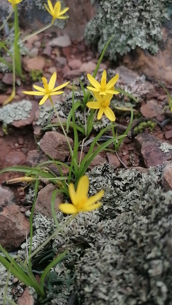 Pauridia aemulans from Kannaland Local Municipality, South Africa on ...