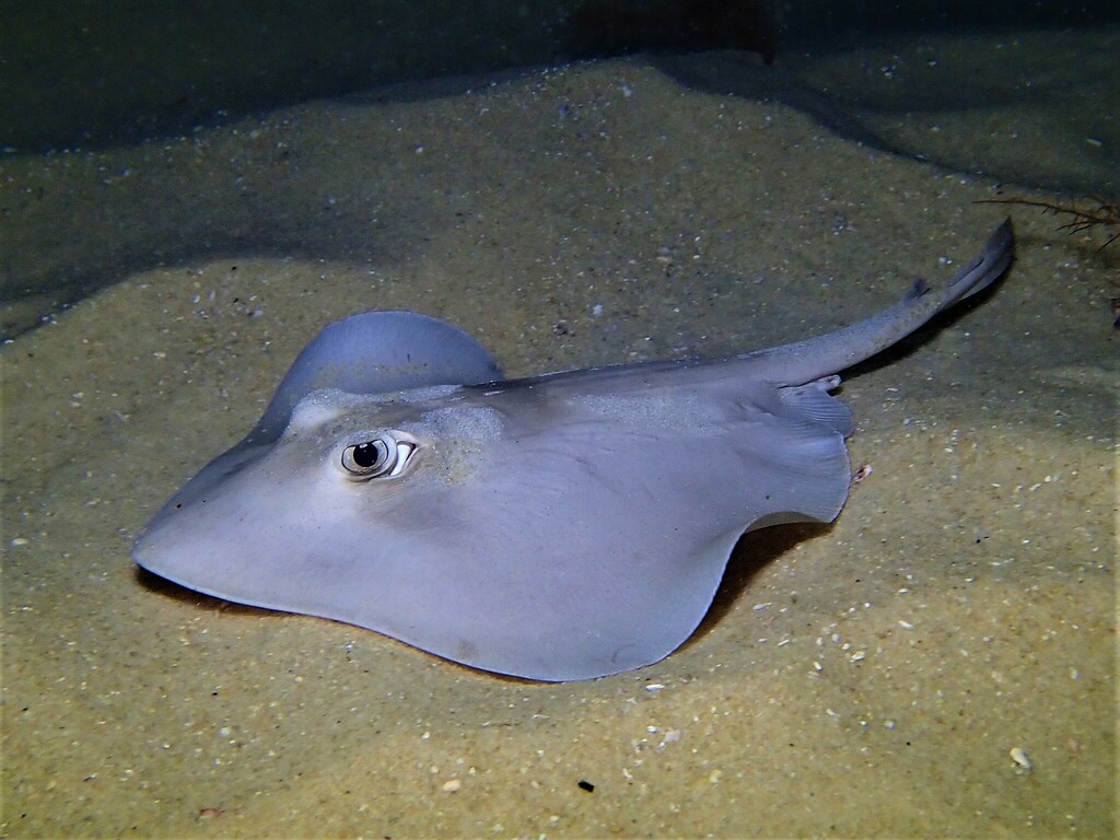 Masked Stingaree from South Cottesloe reef, Perth WA, Australia on May ...