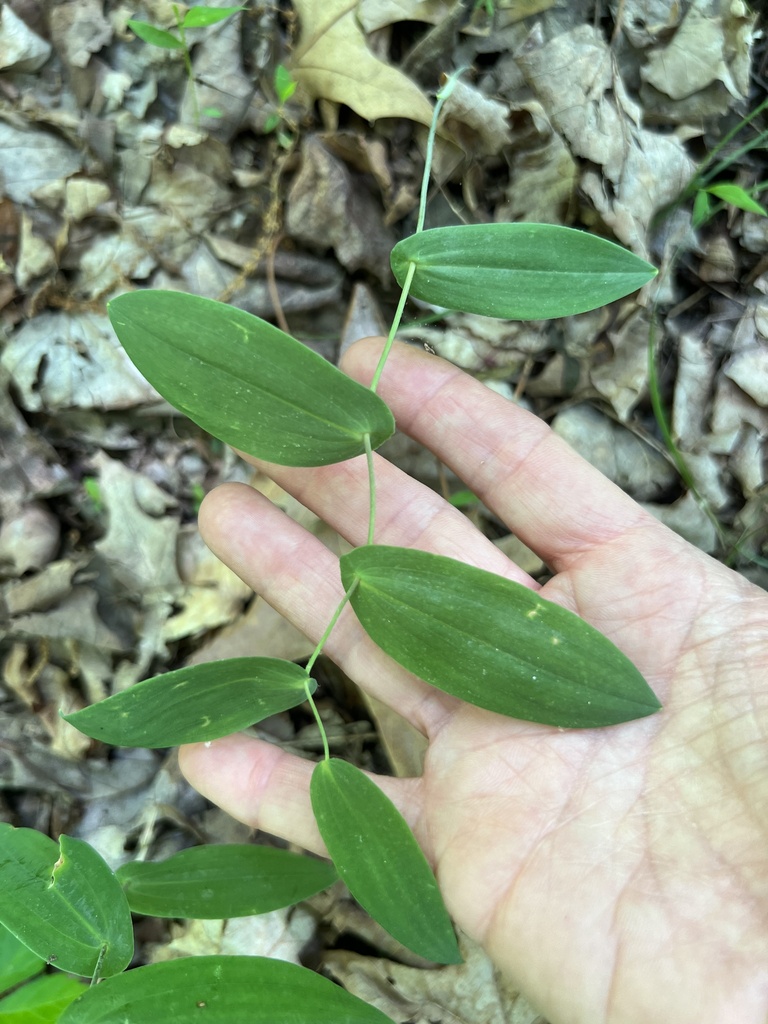 perfoliate bellwort in May 2023 by Deborah Barber · iNaturalist