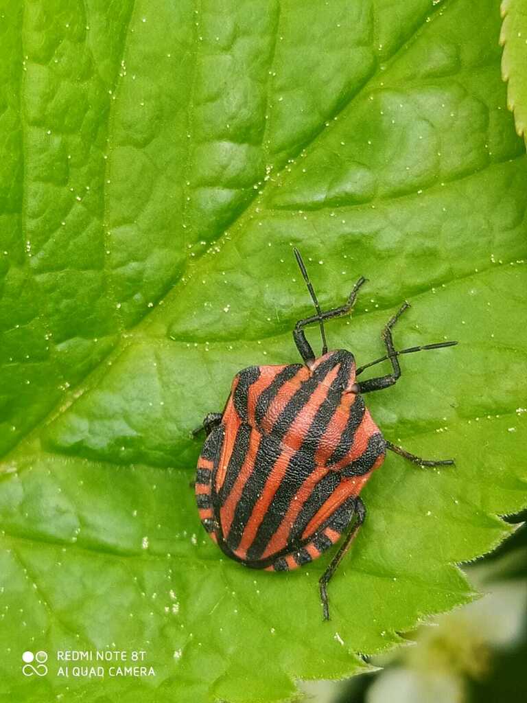 European Striped Shield Bug from Hämeenlinna, Finland on May 18, 2023 ...