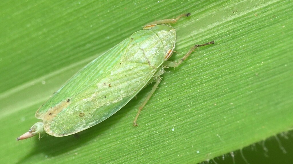 Thomsonia from Goregaon, Mumbai, Maharashtra, India on May 9, 2023 at ...