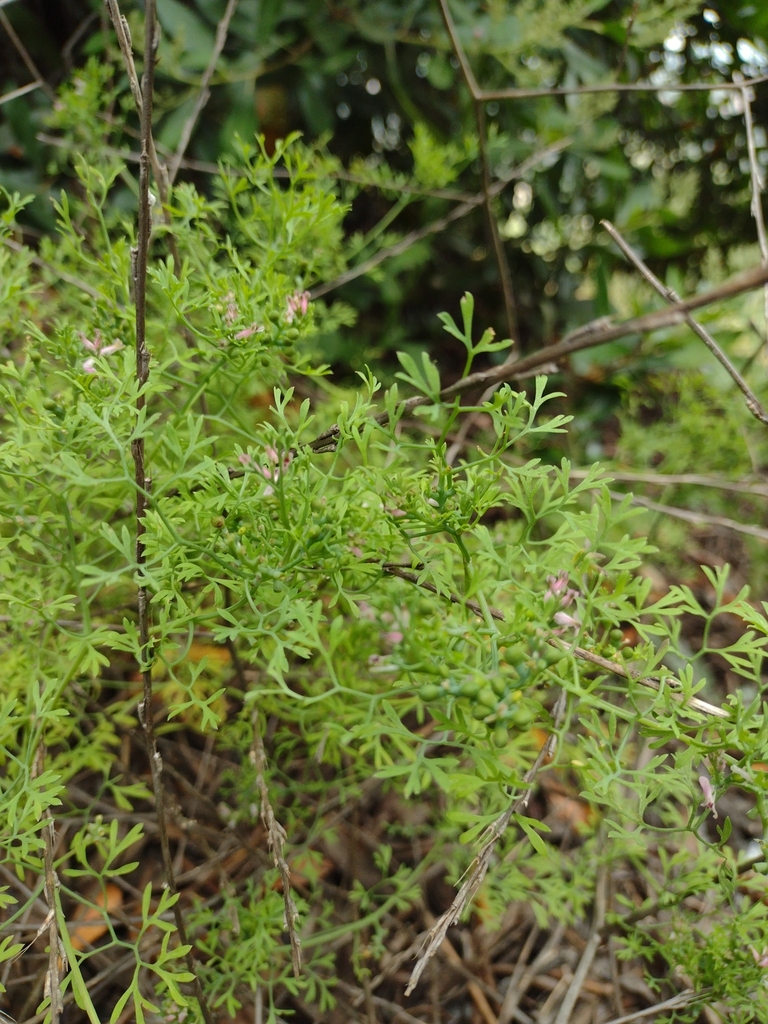 fineleaf fumitory in May 2023 by Sunny Zhang · iNaturalist