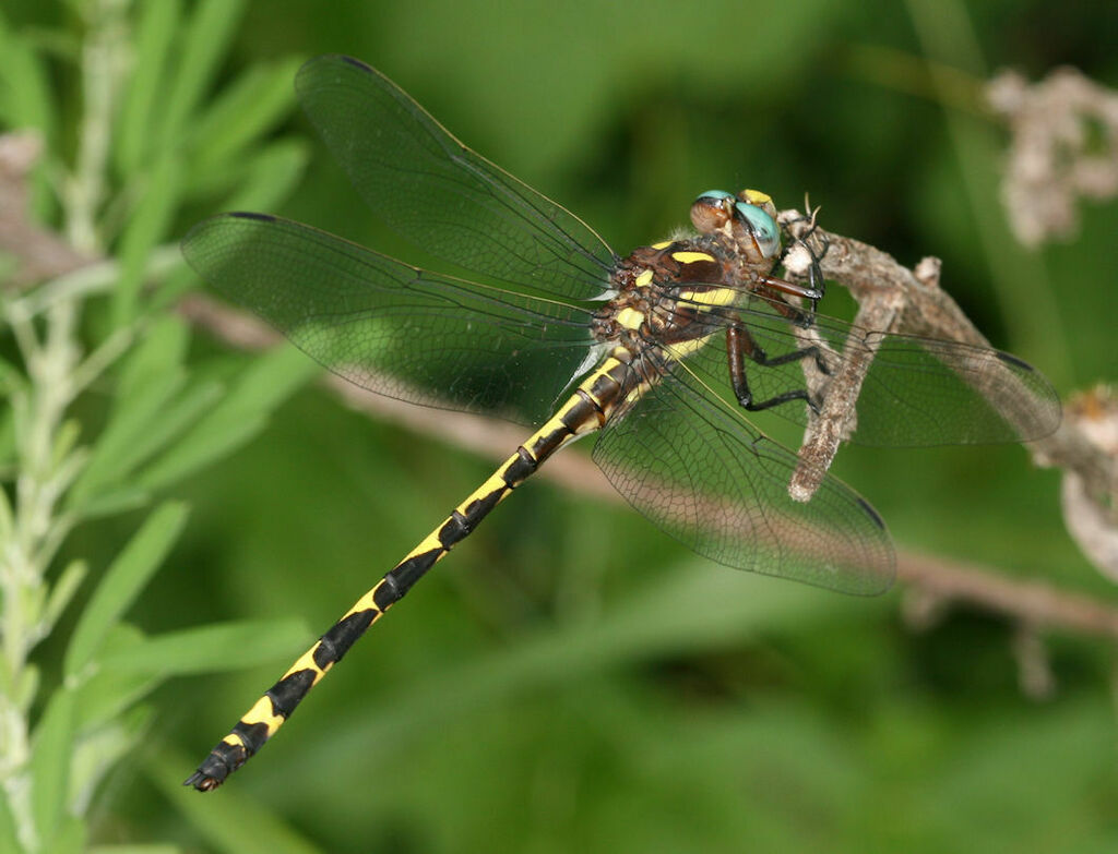 Arrowhead Spiketail in June 2010 by hr_dragonfly · iNaturalist
