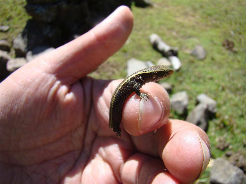 Proctoporus lacertus from Quispicanchi, Perú on June 15, 2009 at 10:33 AM by Abdhiel Bustamante ...