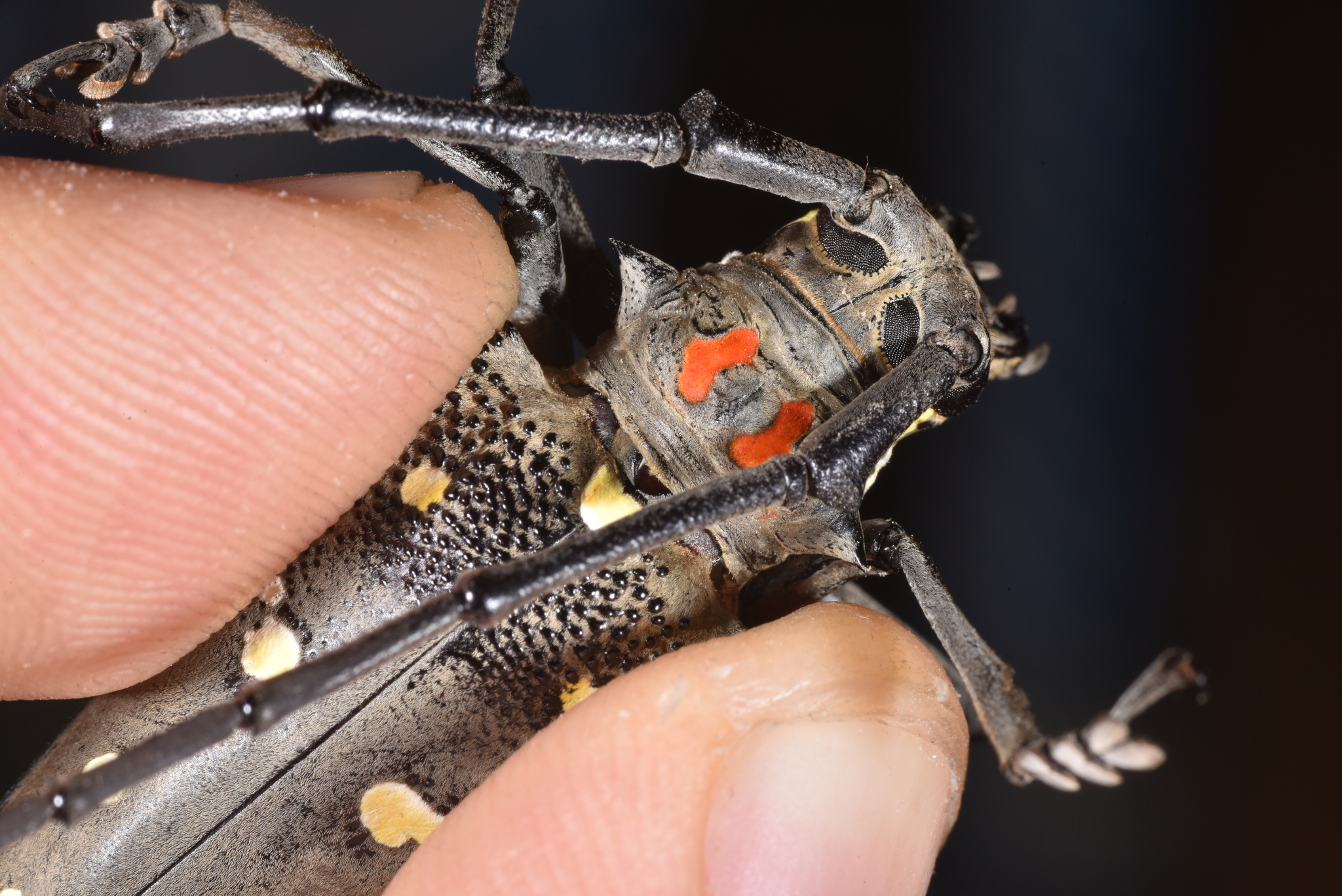 Batocera rubus rubus