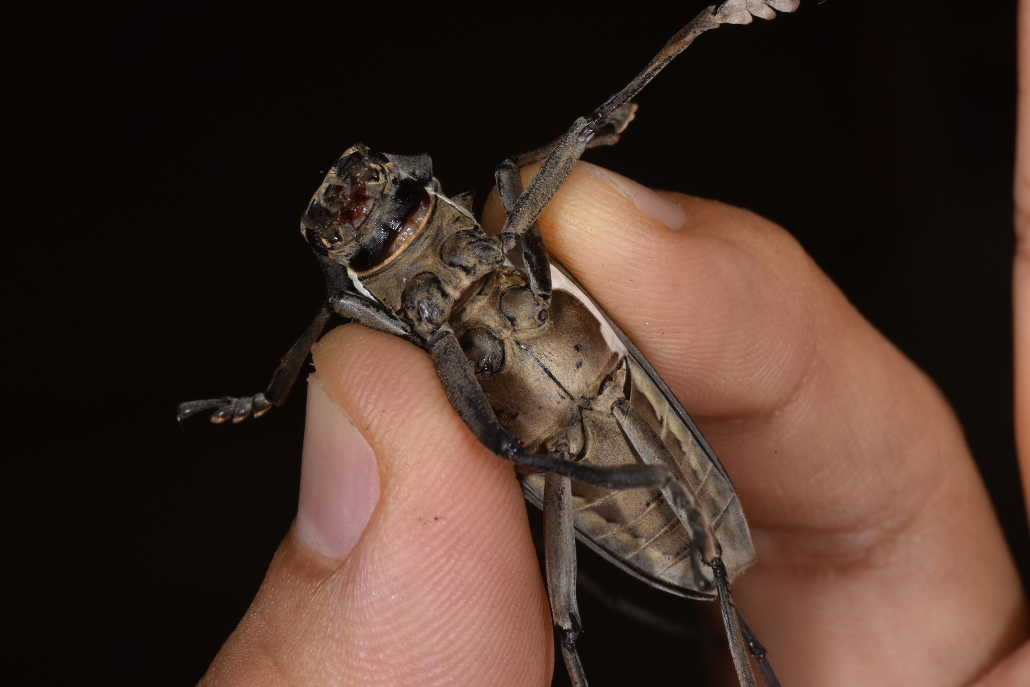 Batocera rubus rubus