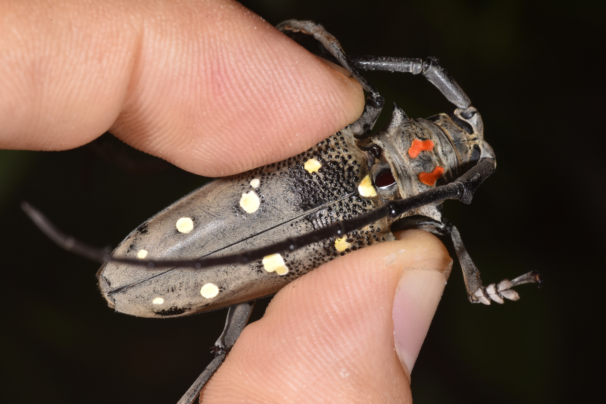 Batocera rubus rubus